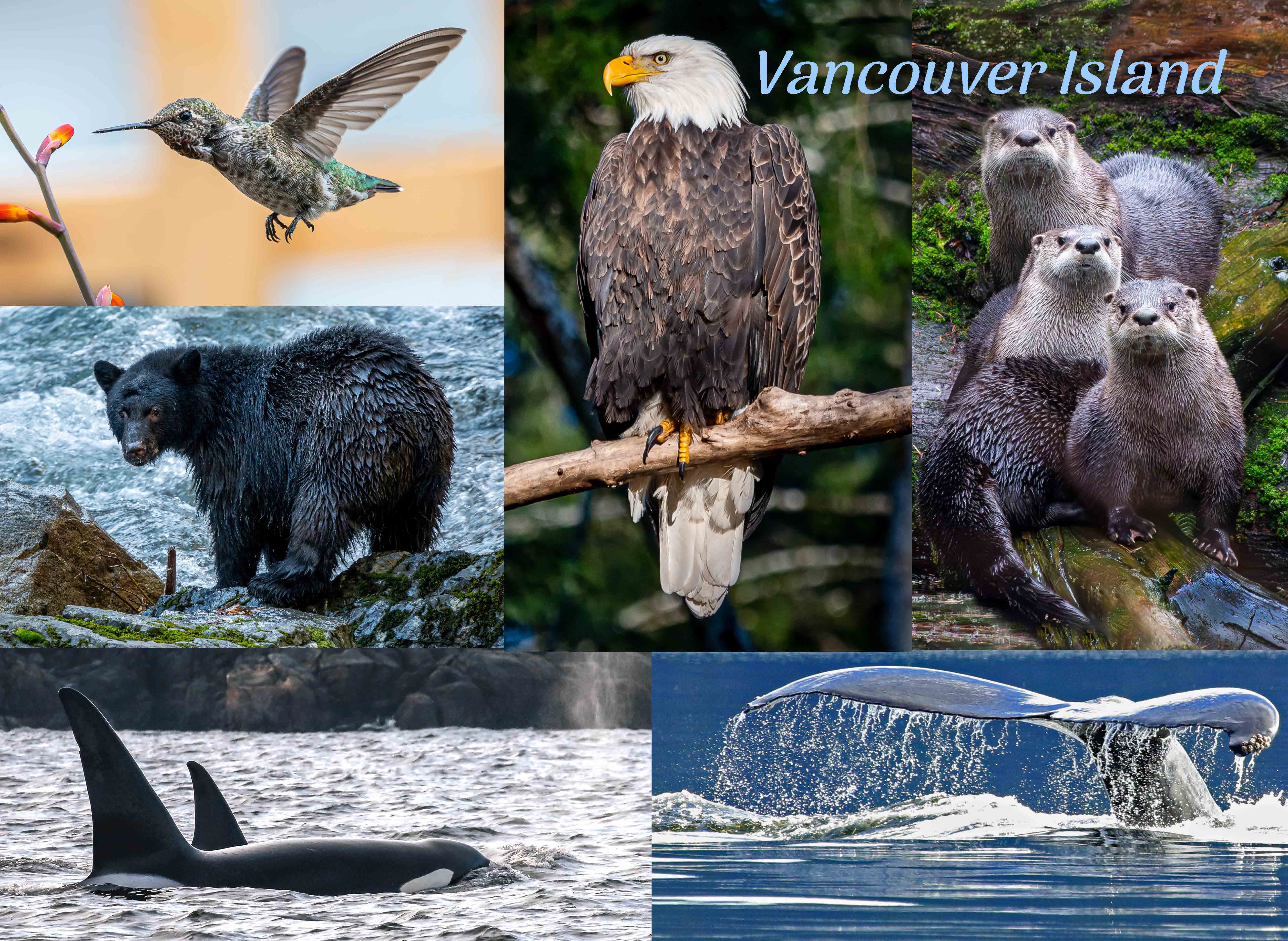 Animal Postcards – VanIsleBrands