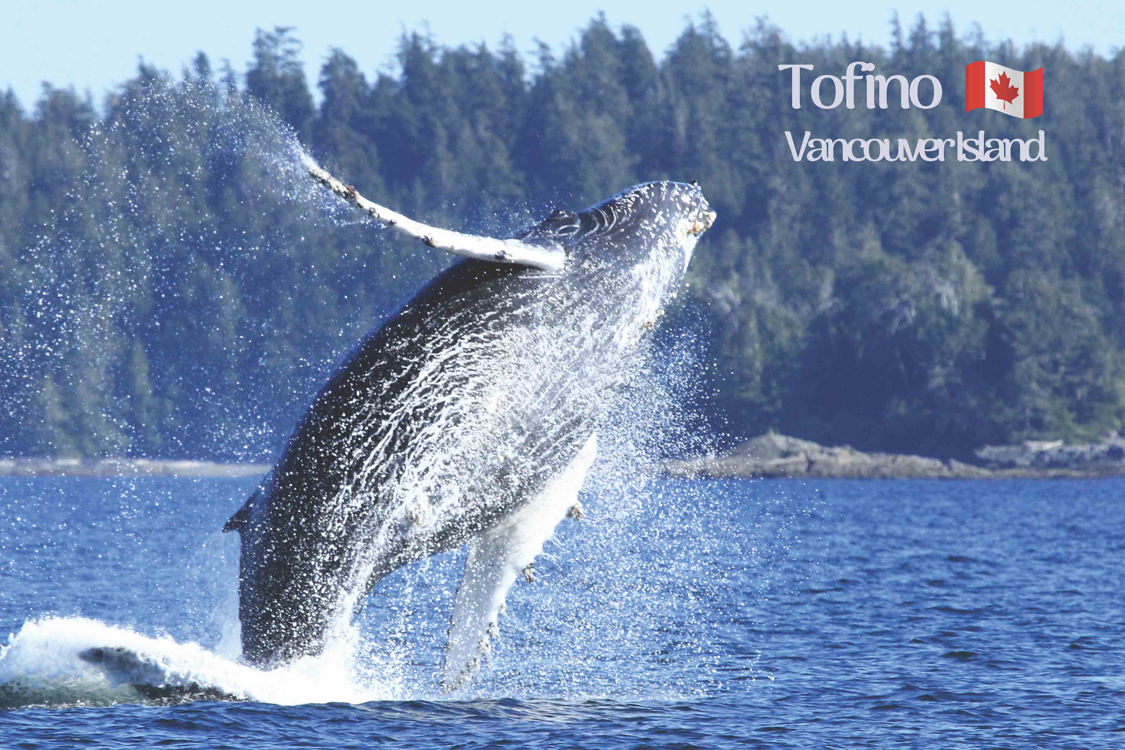 MC618 Humpback breach – VanIsleBrands