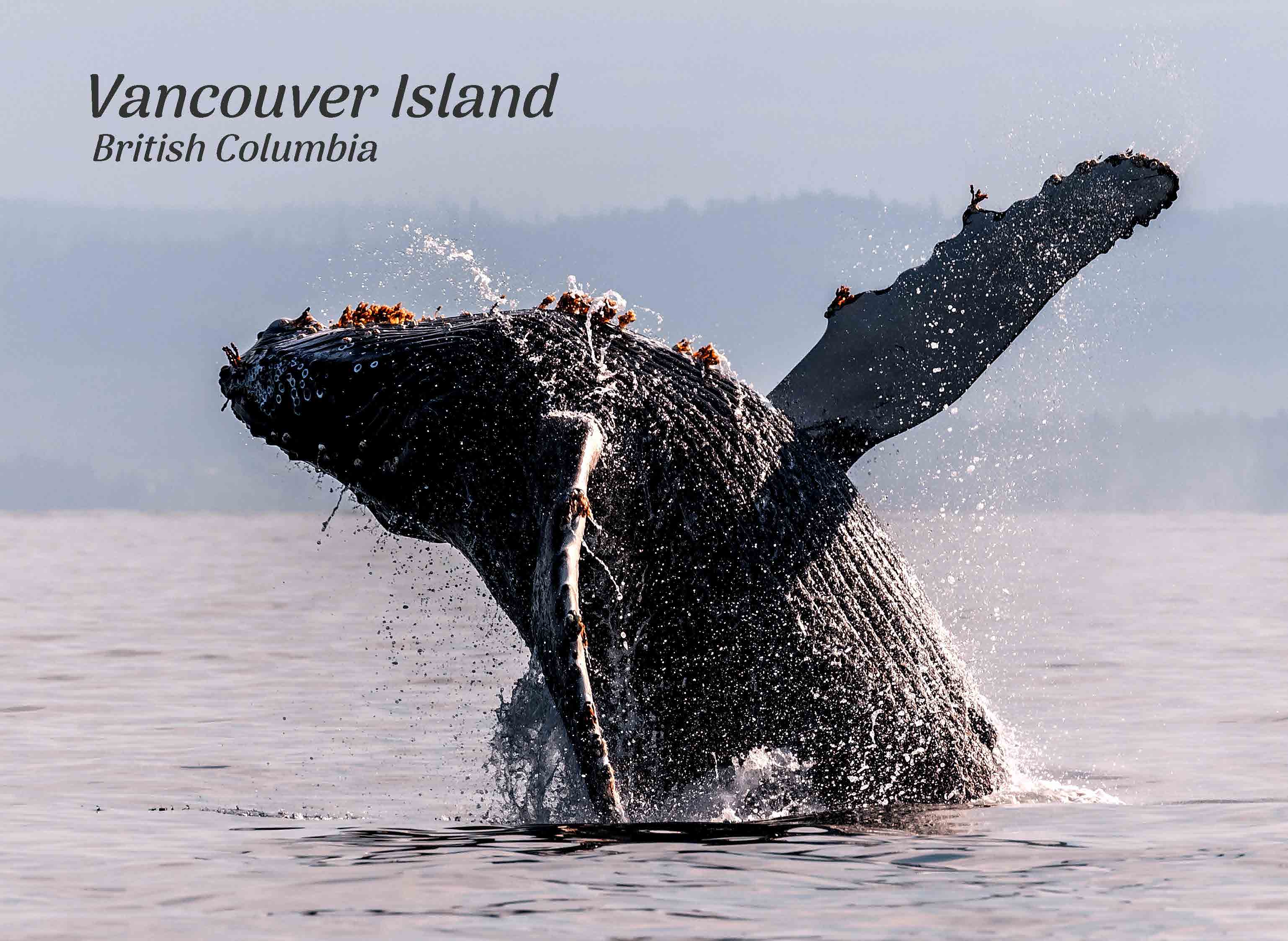 PA763 Humpback soar – VanIsleBrands