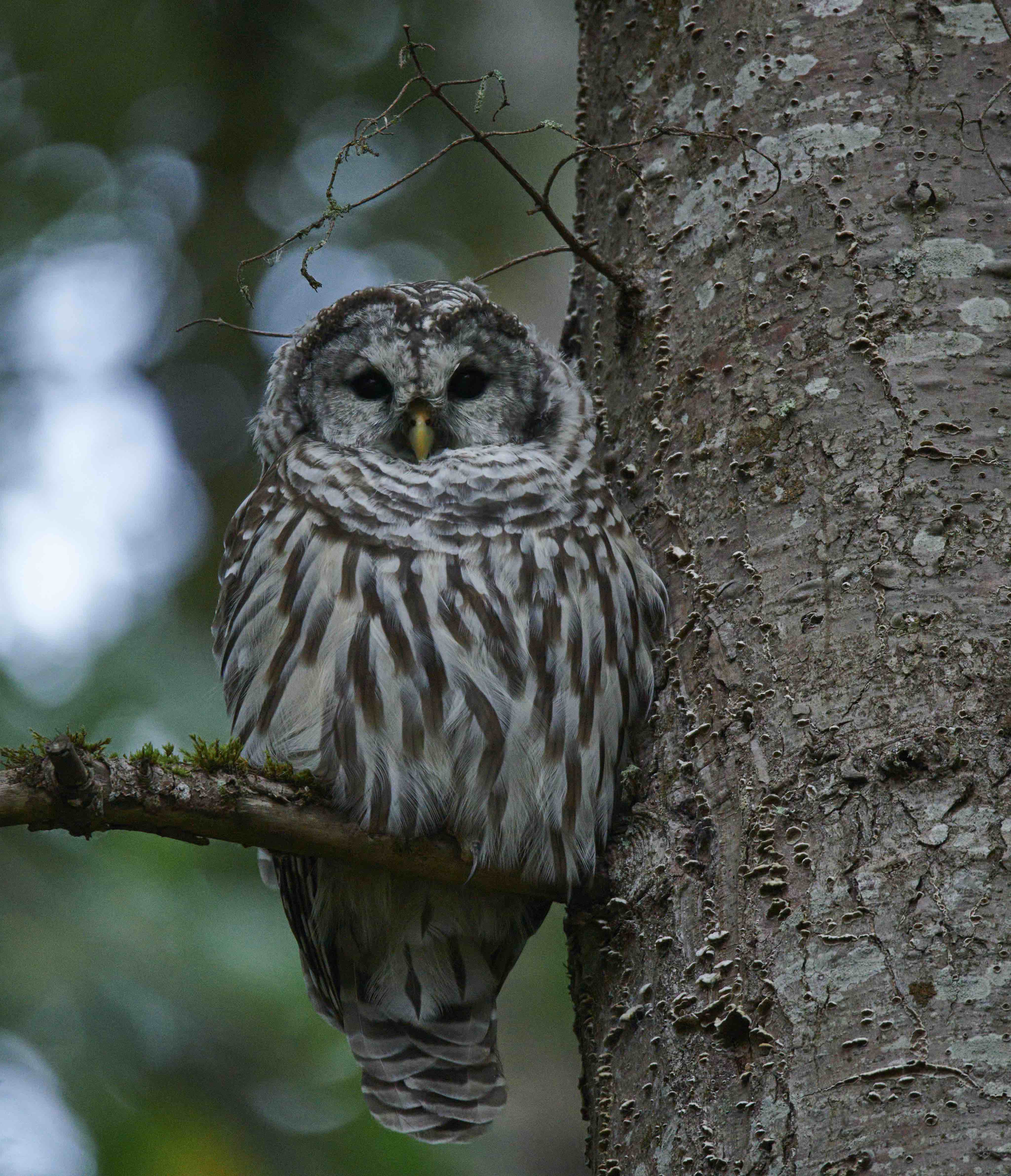 Owl – VanIsleBrands