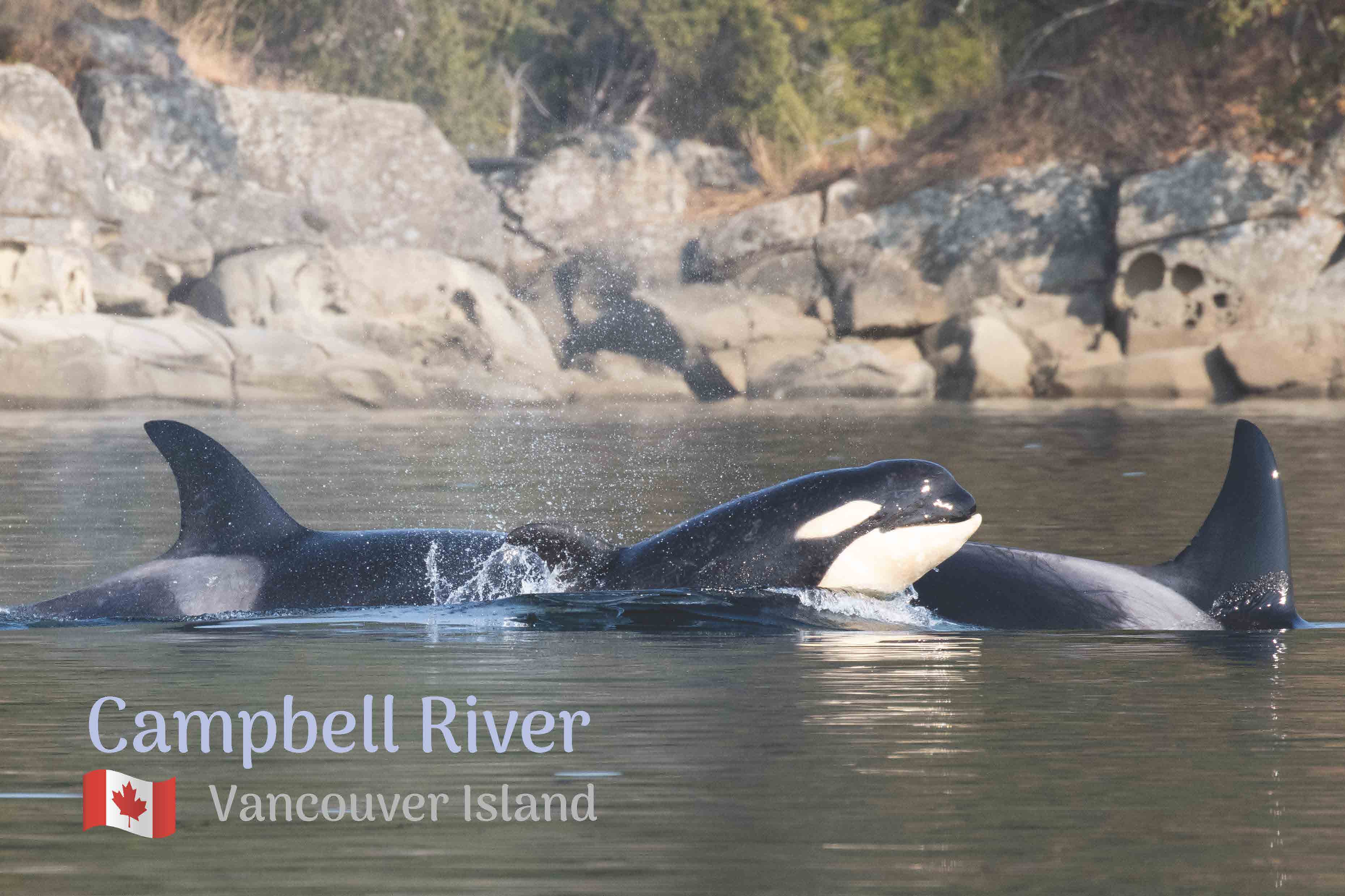 Orca – VanIsleBrands