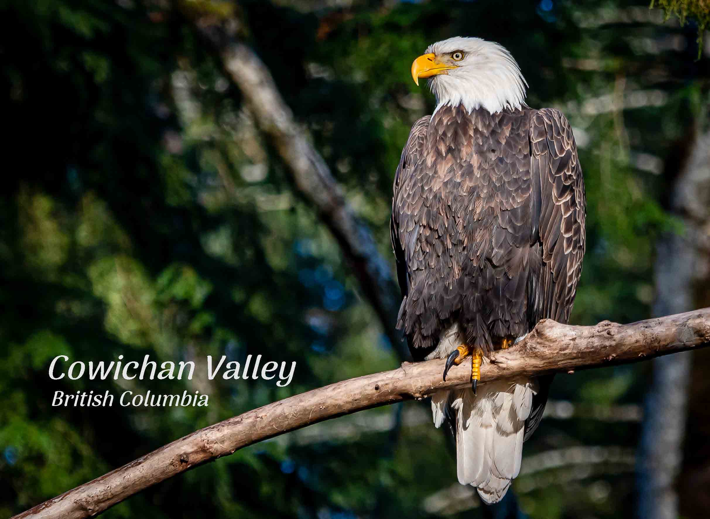Eagle – VanIsleBrands