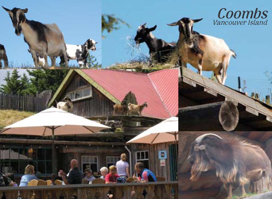 Coombs postcards – VanIsleBrands