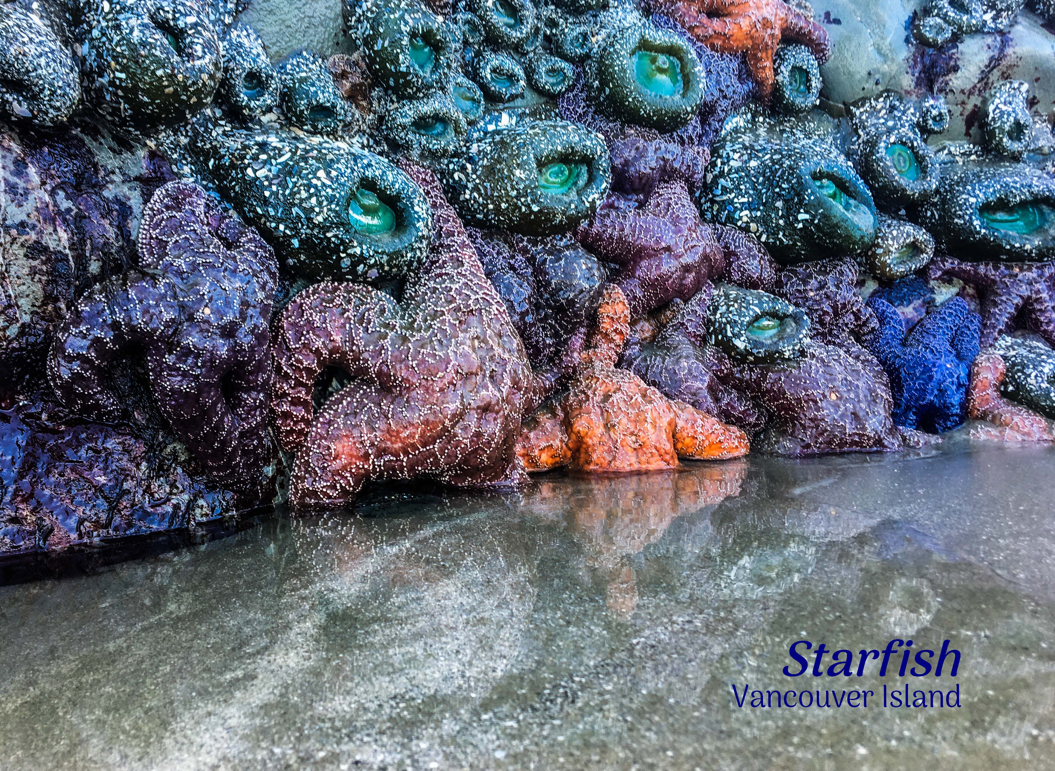 PA686 Starfish – VanIsleBrands