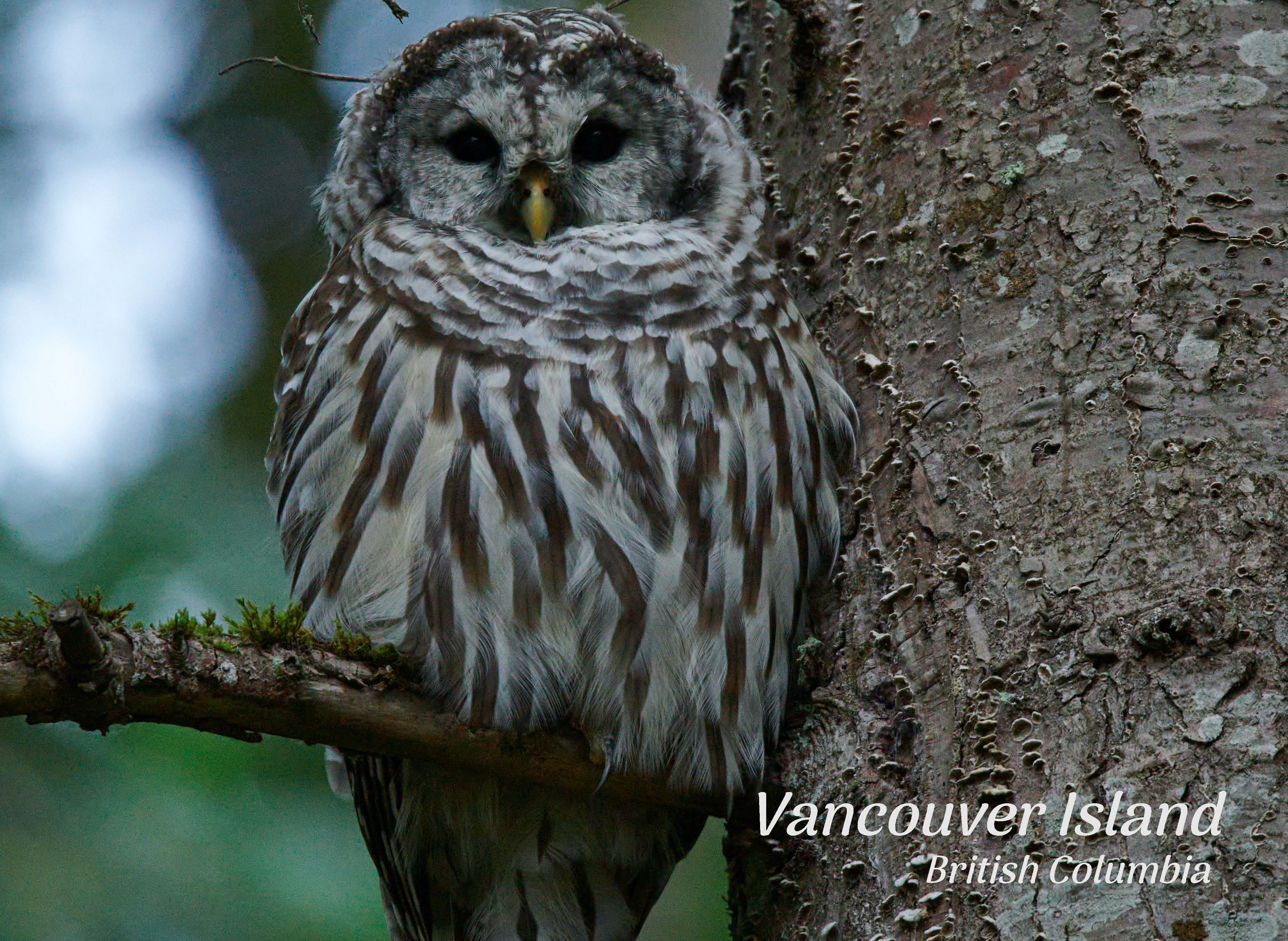 PA638 Barred Owl – VanIsleBrands