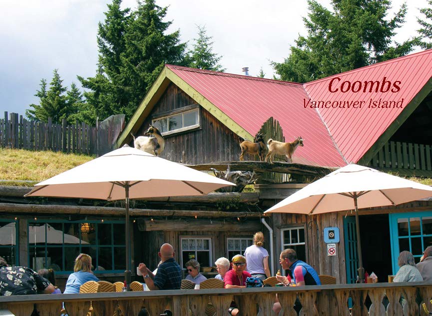 PF012 Goats, Coombs – VanIsleBrands