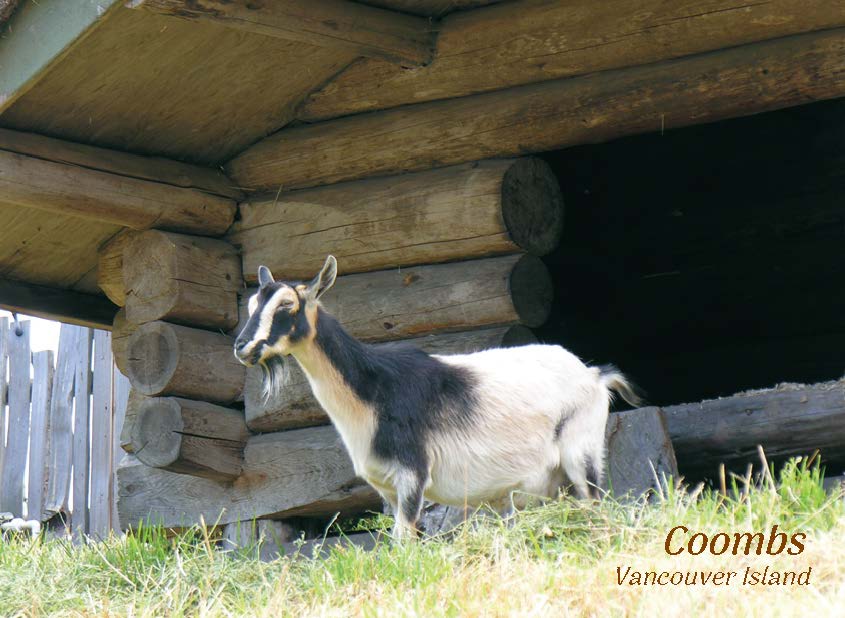 PF013 Goats, Coombs – VanIsleBrands