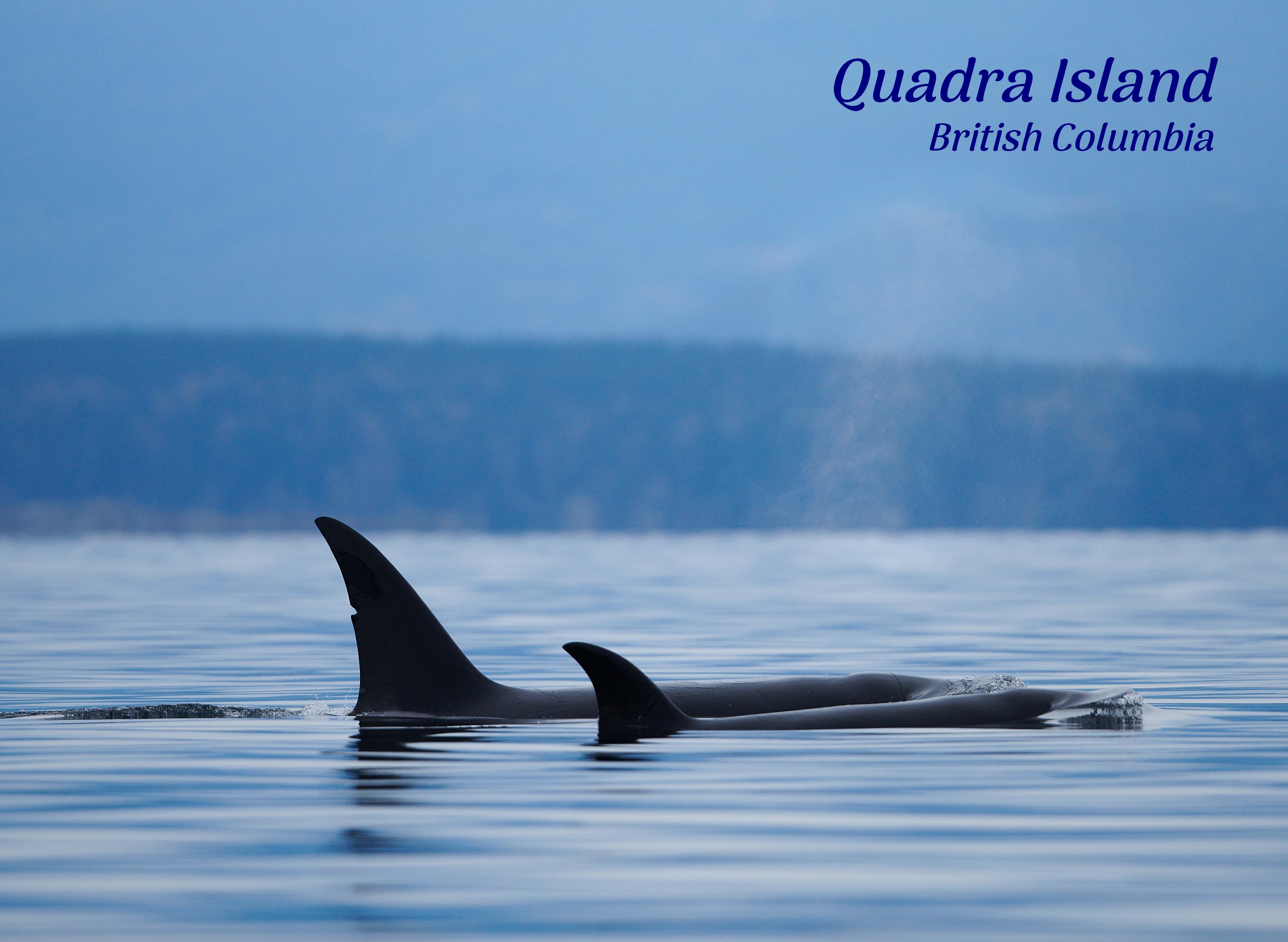 PG640 Orcas, Quadra Island – VanIsleBrands